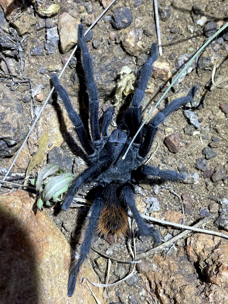 Tucson Bronze Tarantula from Cananea, Son., MX on September 9, 2023 at ...