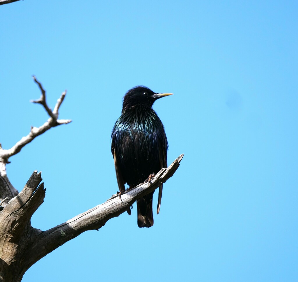 European Starling from Belvidere SA 5255, Australia on December 15 ...