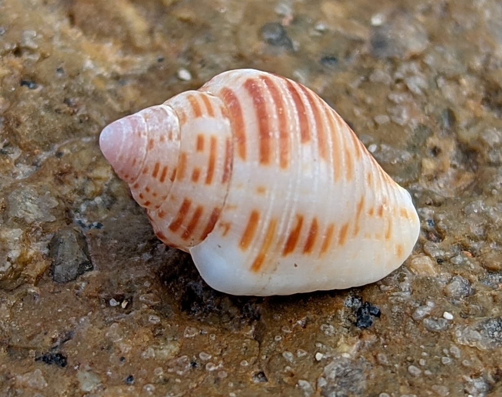 Merchant Dove Shell from 83H8+53J, St Thomas 00802, USVI on December 14 ...