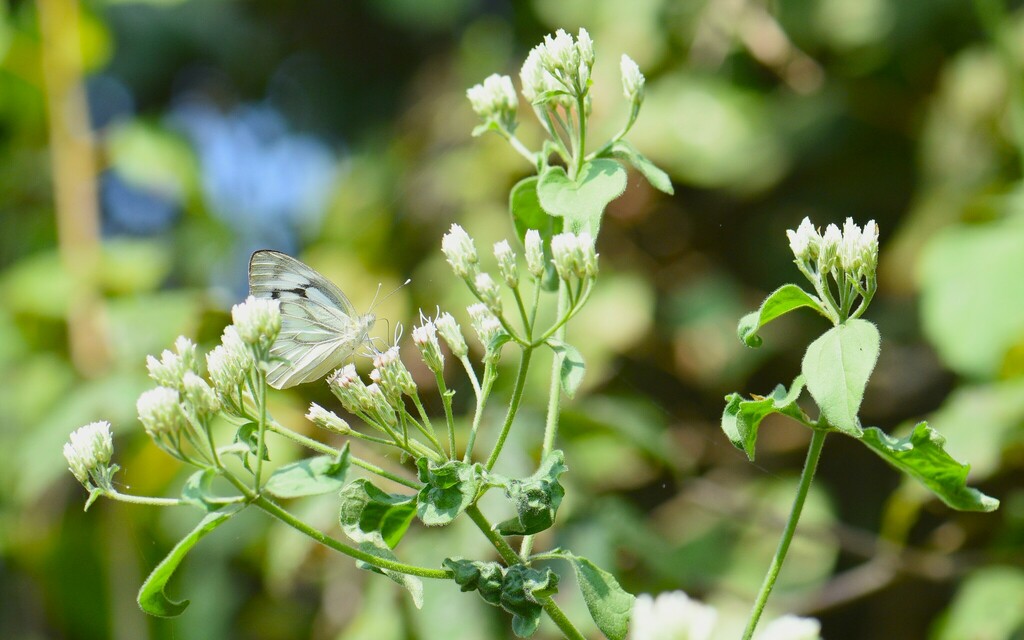Common Gull from Mulshi Vinzai Devashtan, Vindhyavasini Devi, Tamhini ...