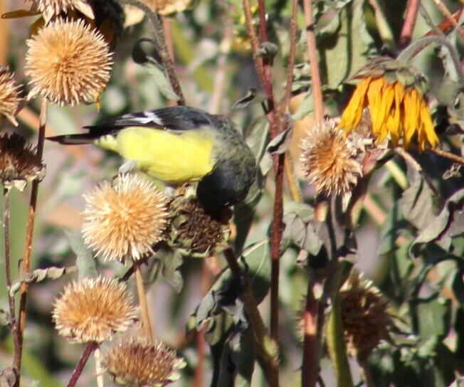 Lesser Goldfinch from Yavapai County, AZ, USA on December 14, 2023 at ...