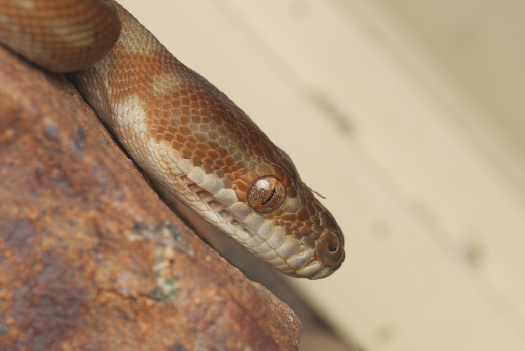 Pythons in December 2023 by Nigel Main · iNaturalist
