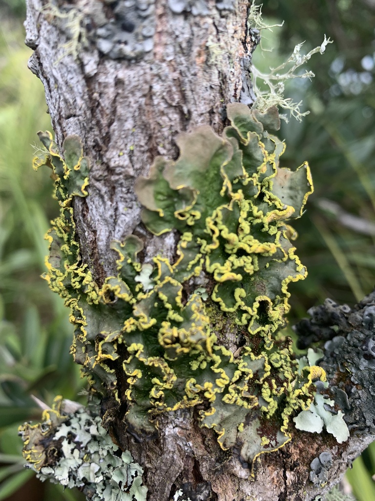 Gold Specklebelly Lichen from The Noises, Waitematā and Gulf Ward, Auckland, NZ on December 11 ...