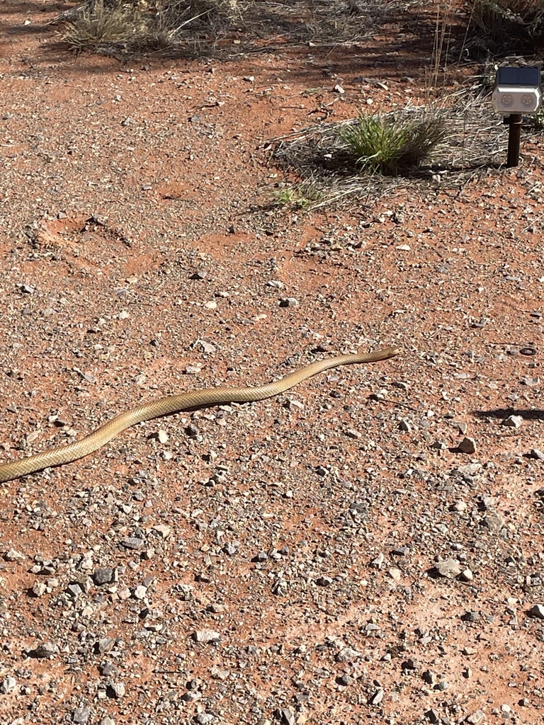 Western Brown Snake from Roxby Downs Station, SA, AU on December 15 ...