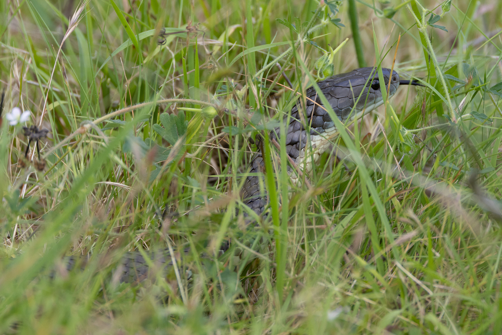 Tiger Snake from Melbourne VIC, Australia on November 18, 2022 at 03:52 ...