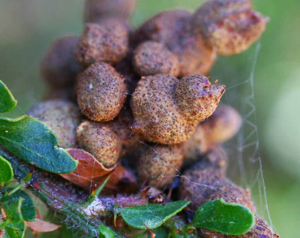 wattle gall rusts from Aldinga Conservation Park on December 15, 2023 ...