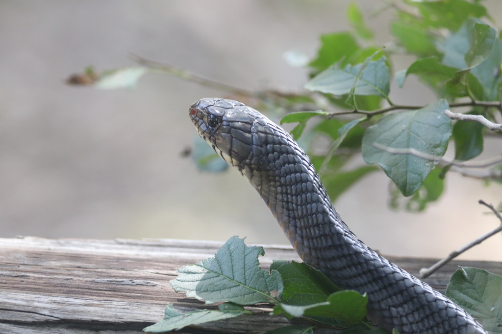 Central American Indigo Snake in December 2023 by abcdefgewing. Resaca ...