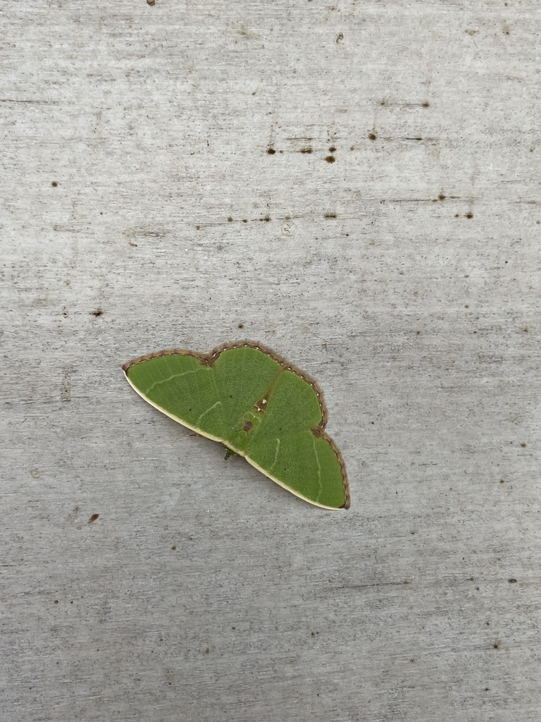 Emerald Moths from Kurai, Seoni, MP, IN on December 4, 2023 at 12:37 PM by santoshedupuganti7 ...