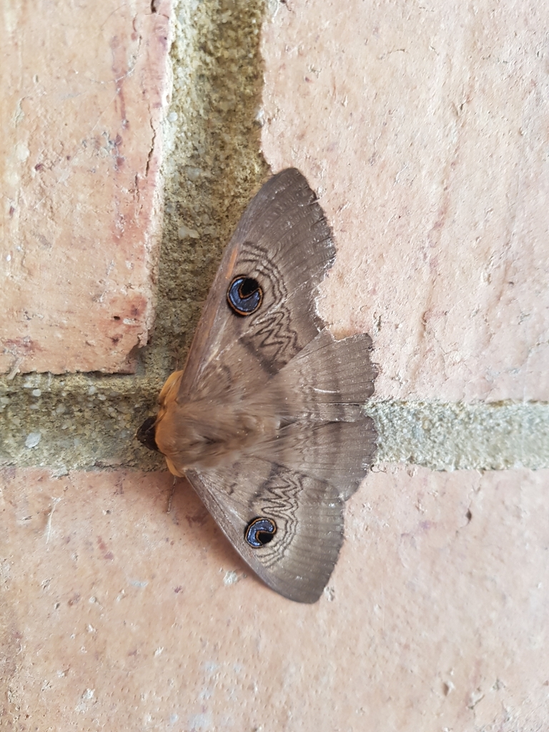 Southern Moon Moth from Millgrove CFA/Warburton Hwy, Millgrove VIC 3799 ...