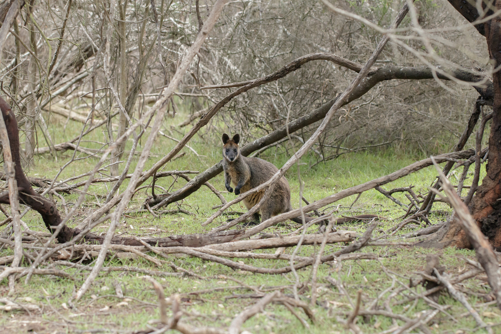Swamp Wallaby from Mount Martha VIC 3934, Australia on December 15 ...