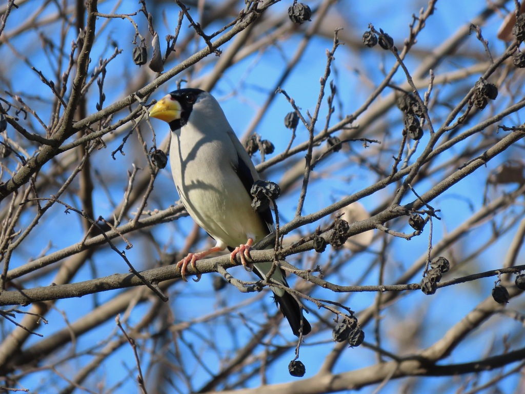 Japanese Grosbeak from Ogamicho, Akishima, Tokyo 196-0013, Japan on ...
