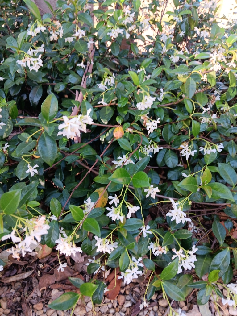Star jasmine from The Avenue before Boronia Dr, Voyager Point NSW 2172 ...