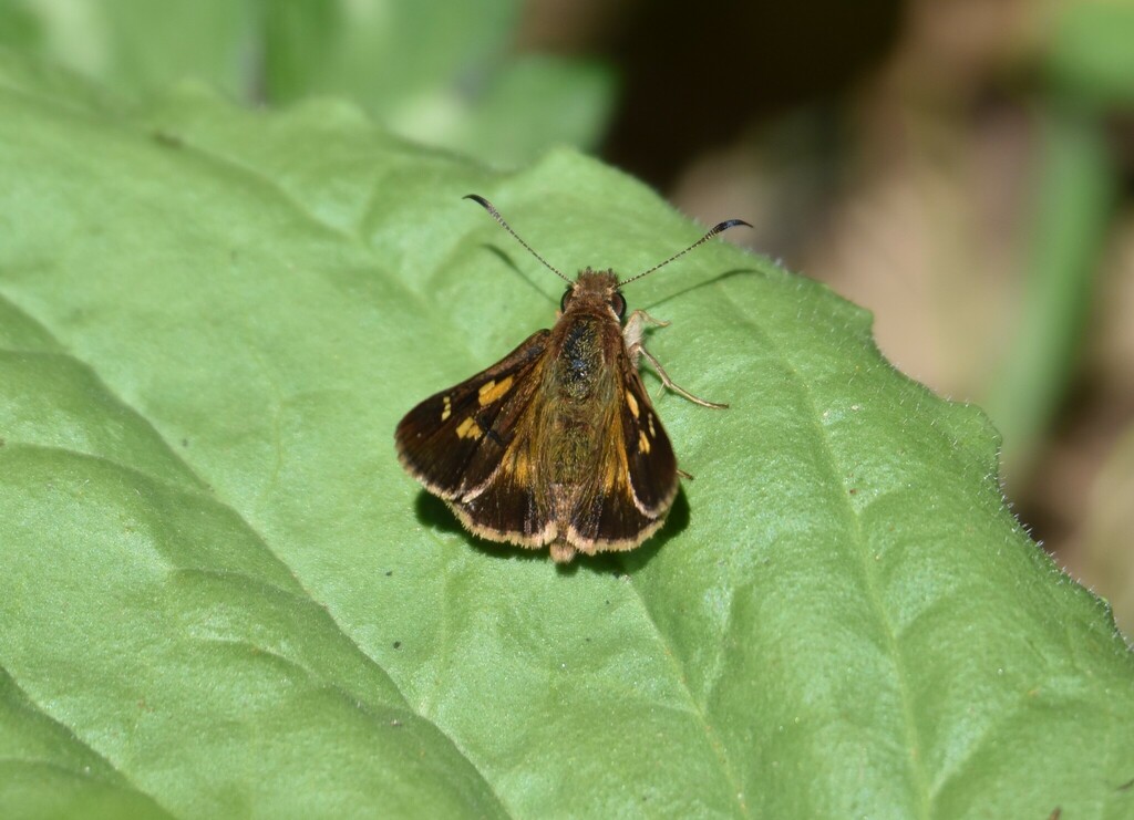 southern grass-skipper from Wesburn VIC 3799, Australia on December 15 ...
