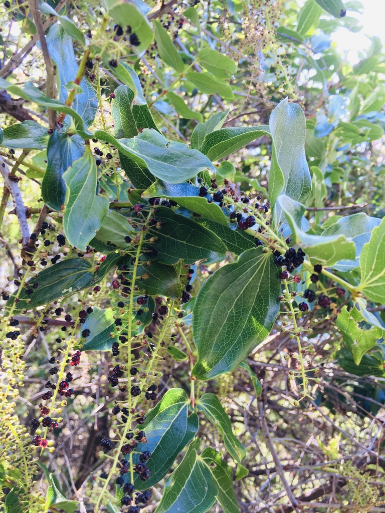Tree Tutu from South Island/Te Waipounamu, Abel Tasman National Park ...
