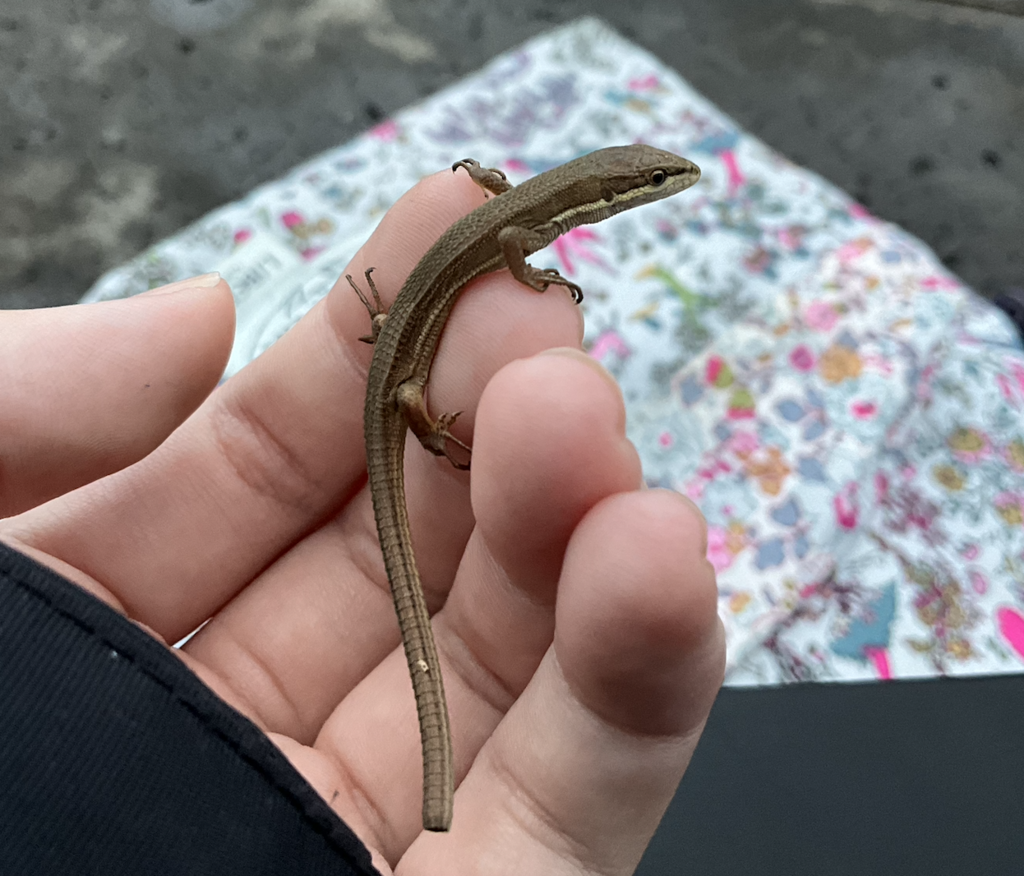 Mountain Grass Lizard from Daejeong-eup, Seogwipo-si, Jeju-do, South ...