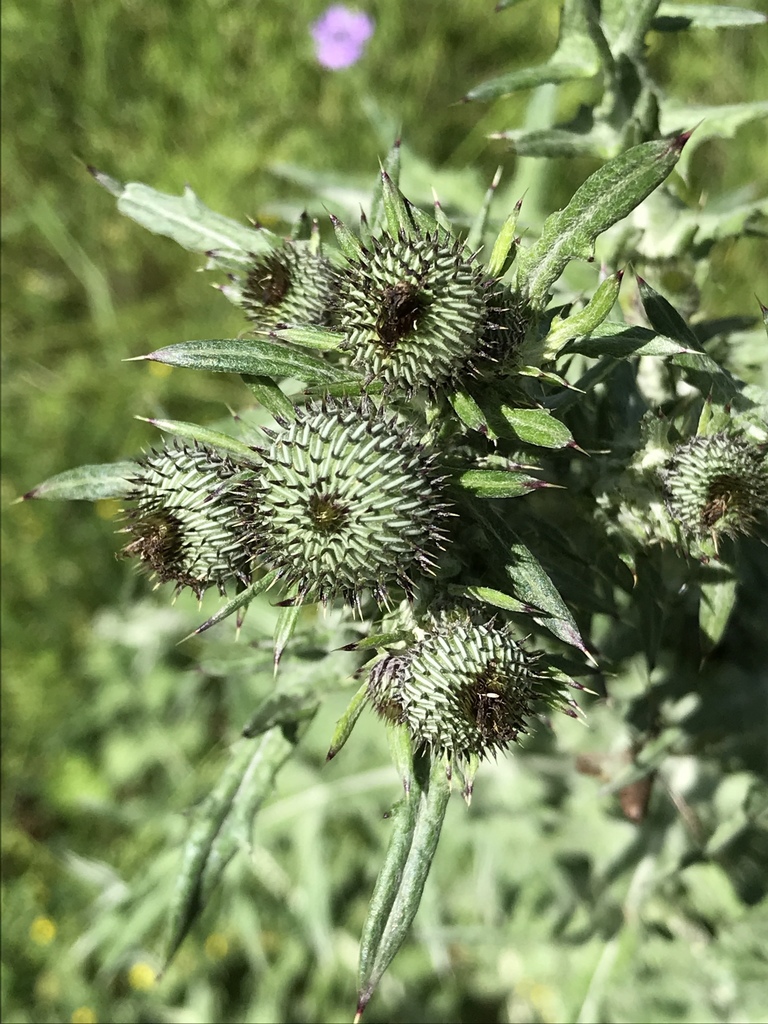 Texas Thistle from 6401–6585 Irish Ln, Temple, TX, US on April 4, 2019 ...
