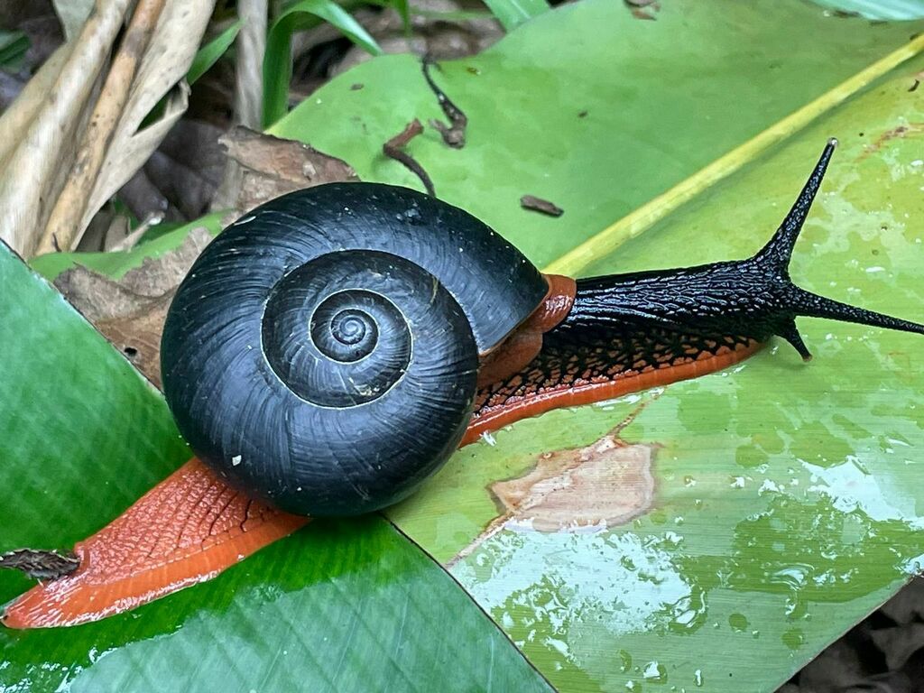 Fire Snail in December 2023 by moonriverlodge · iNaturalist