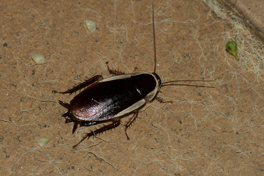 Methana in December 2023 by Bradley W. Jones · iNaturalist