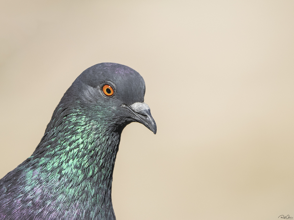 Feral Pigeon from Tel Aviv-Yafo, Israel on May 8, 2020 at 08:20 AM by ...