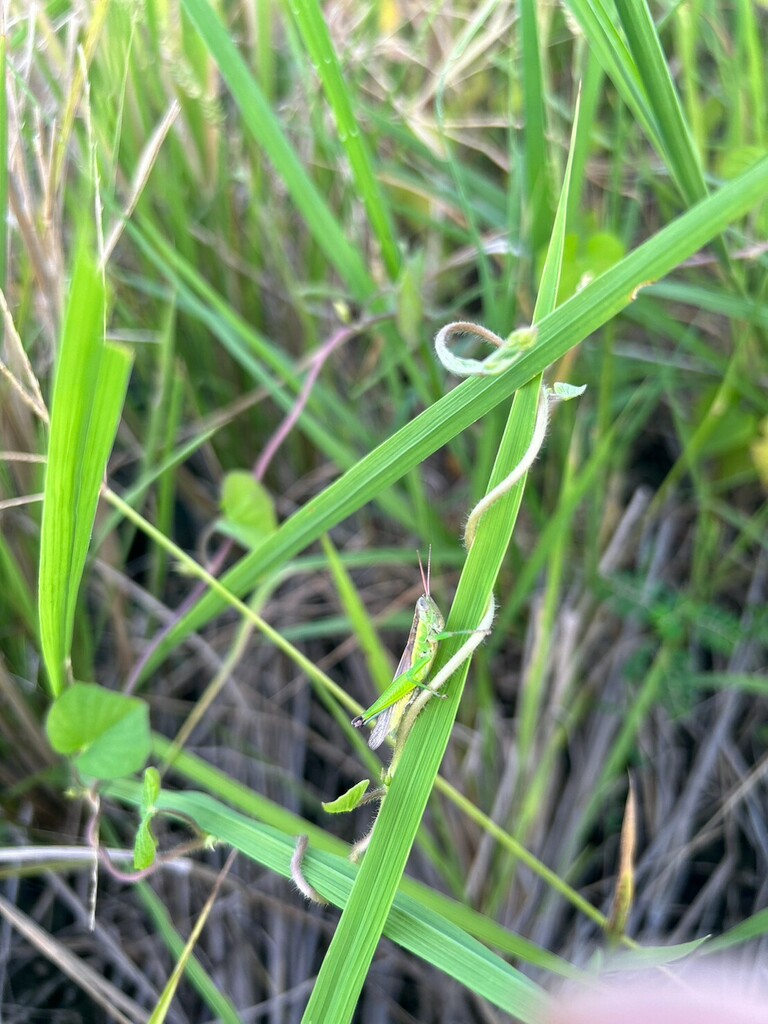 Rice Grasshoppers from 977台灣花蓮縣豐濱鄉 on August 21, 2023 at 06:25 PM by ...