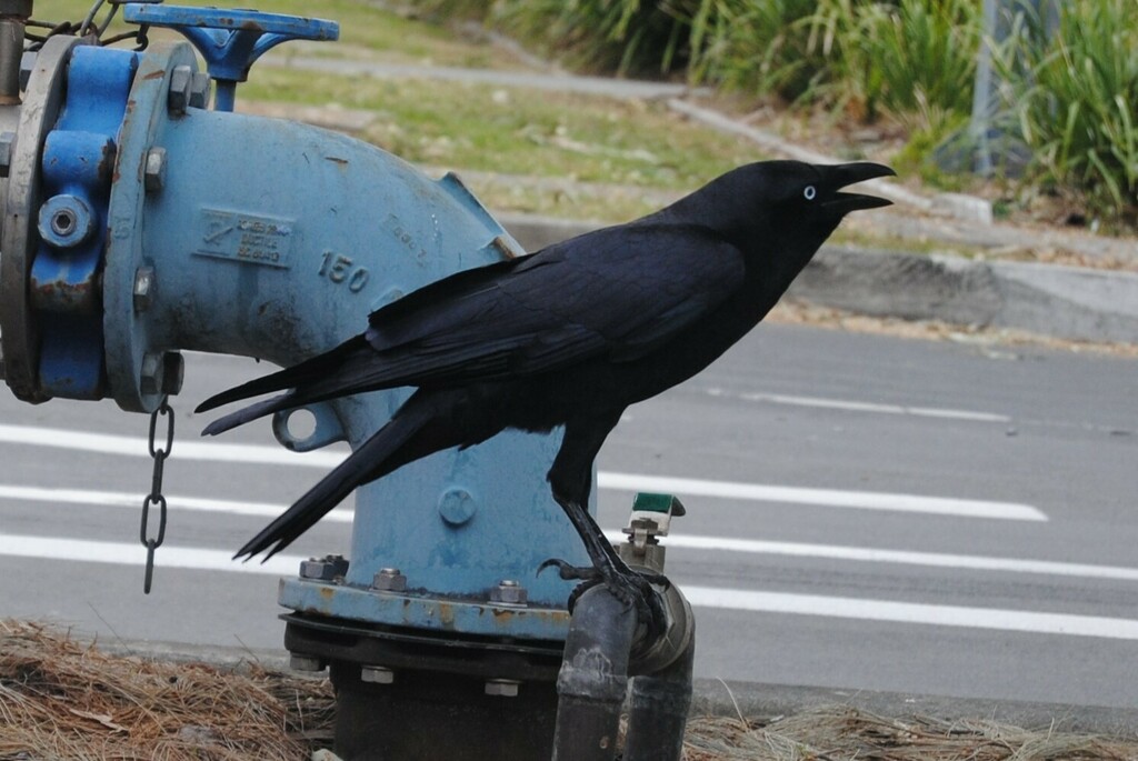 Torresian Crow in July 2023 by Eve · iNaturalist