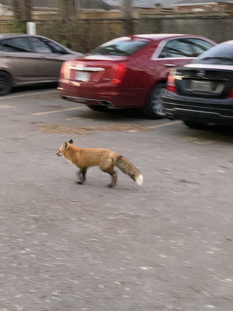 Red Fox from Bater Ave, Toronto, ON, CA on December 14, 2023 at 04:50 ...