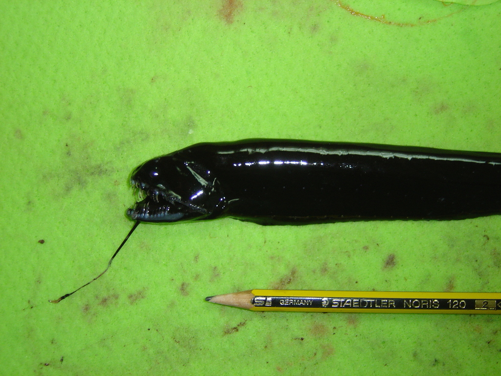 Scaleless black dragonfish (Melanostomias bartonbeani) - Marine Life ...