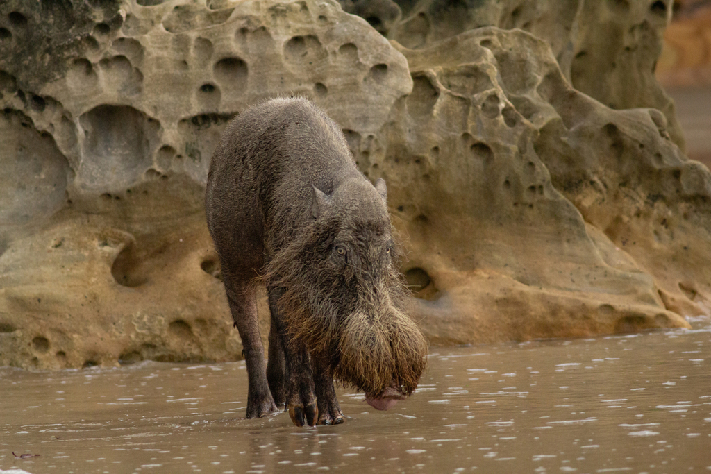 Bornean Bearded Pig (Sus barbatus barbatus) - Know Your Mammals