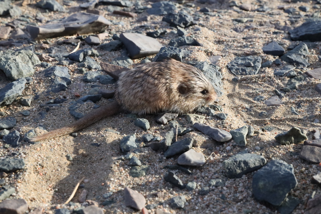 Five-toed Pygmy Jerboa from Bugat, Govi-Altai, Mongolia on July 18 ...
