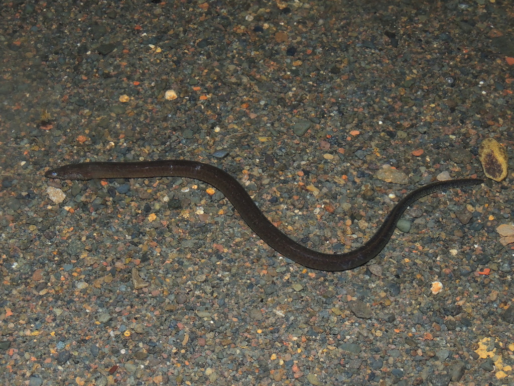 Swamp Eels from Heredia Province, Sarapiqui, Costa Rica on February 8 ...