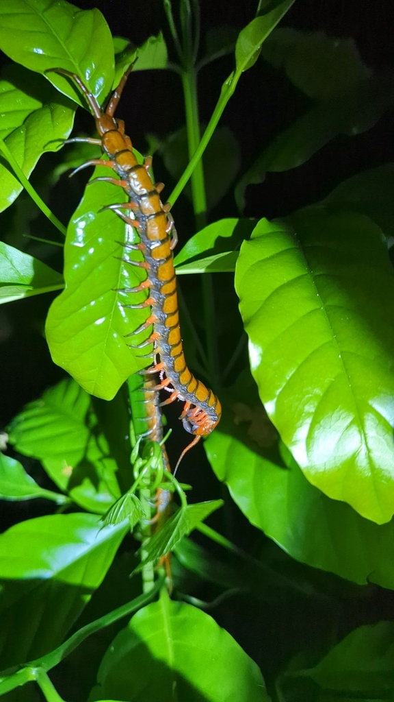 Pacific Giant Centipede from M'Tsangamouji, Mayotte on December 13 ...