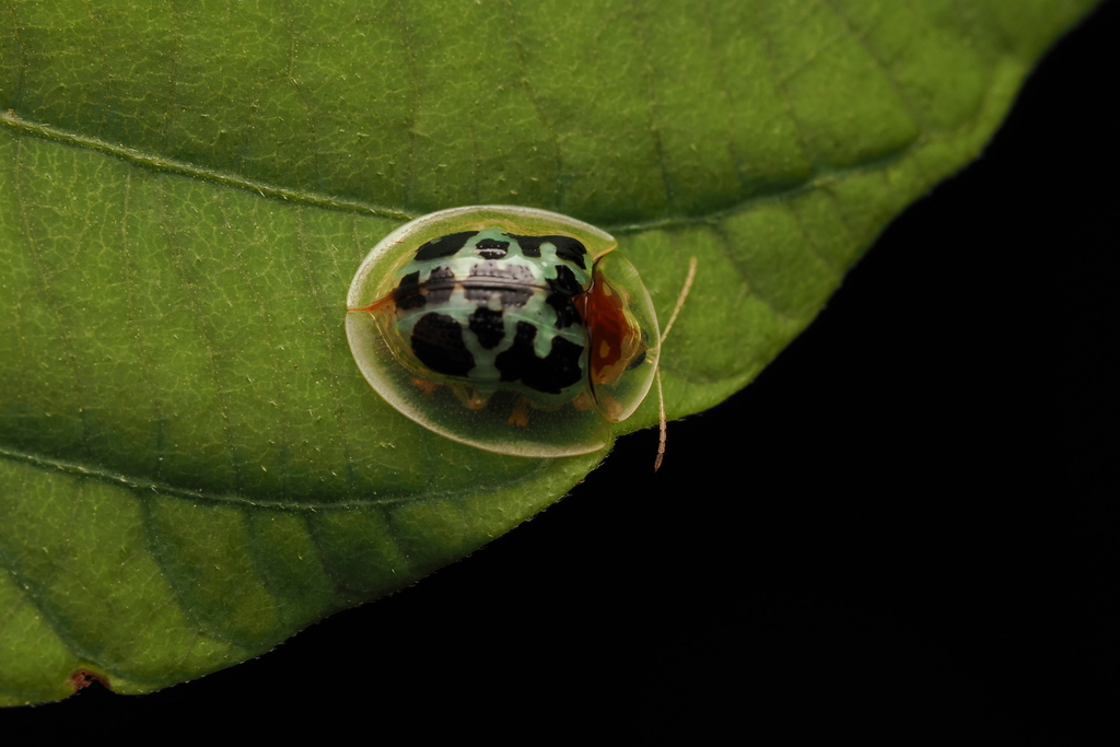 Chiridopsis scalaris from Krabi, Thailand on November 29, 2023 at 09:27 ...