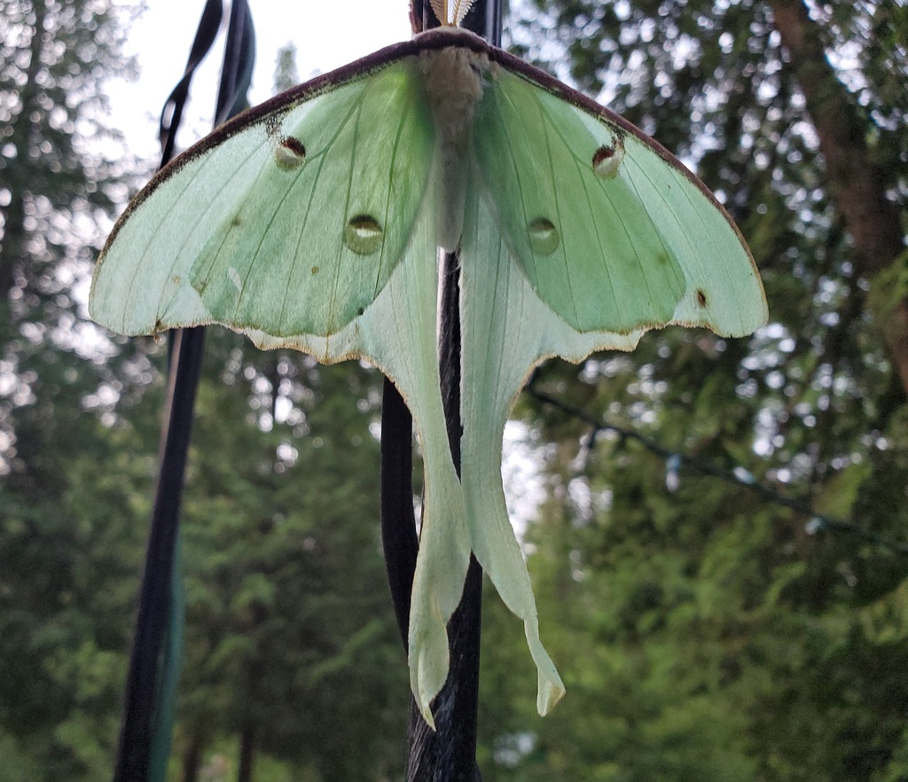 North American Luna Moth from Mackinac County, MI, USA on June 23, 2023 ...