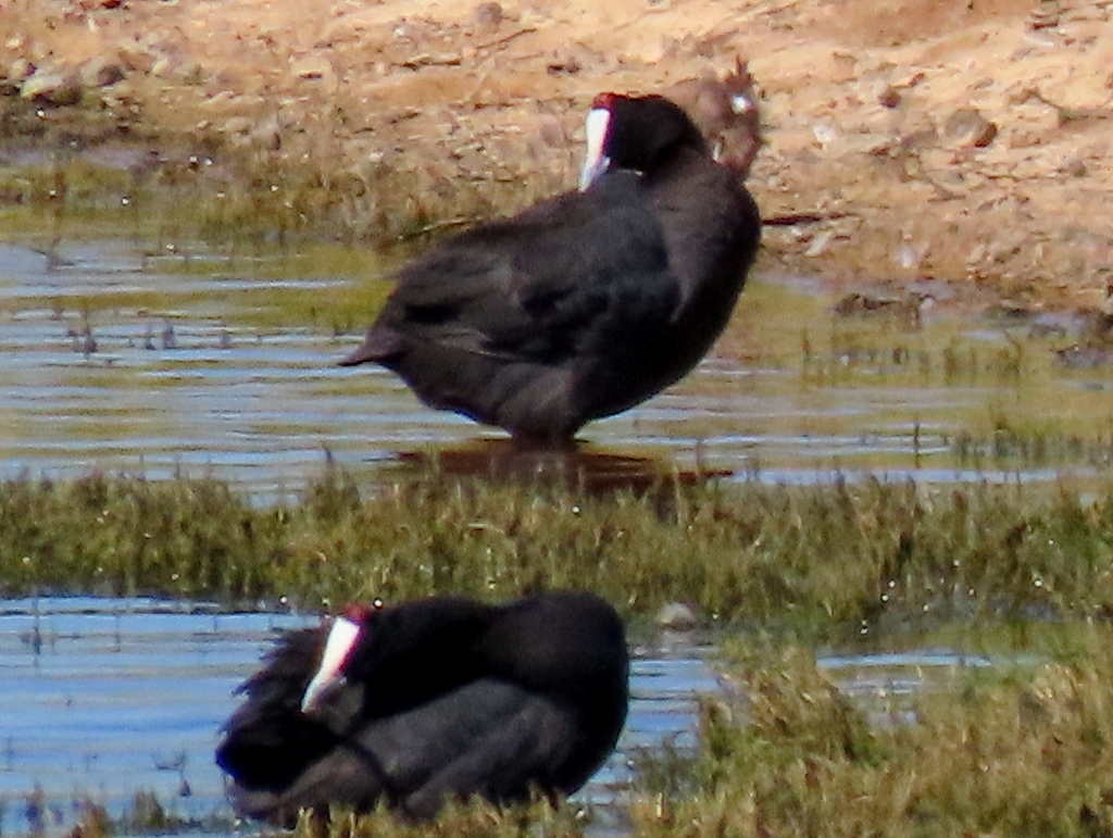 Red-knobbed Coot from Cape Farms, Cape Town, South Africa on October 15 ...