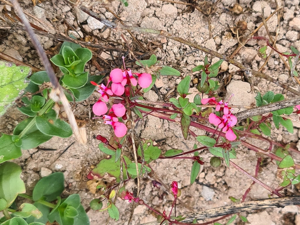 Mosquito Flower from JMV5+2V, 69393 San José Monte Verde, Oax., México ...
