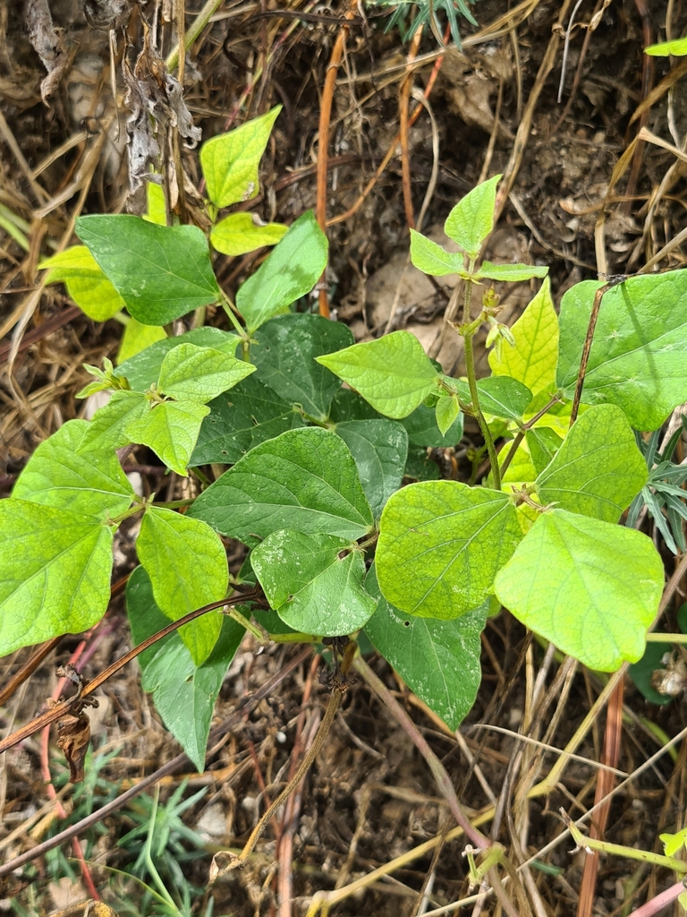 Runner bean from JMV5+2V, 69393 San José Monte Verde, Oax., México on ...