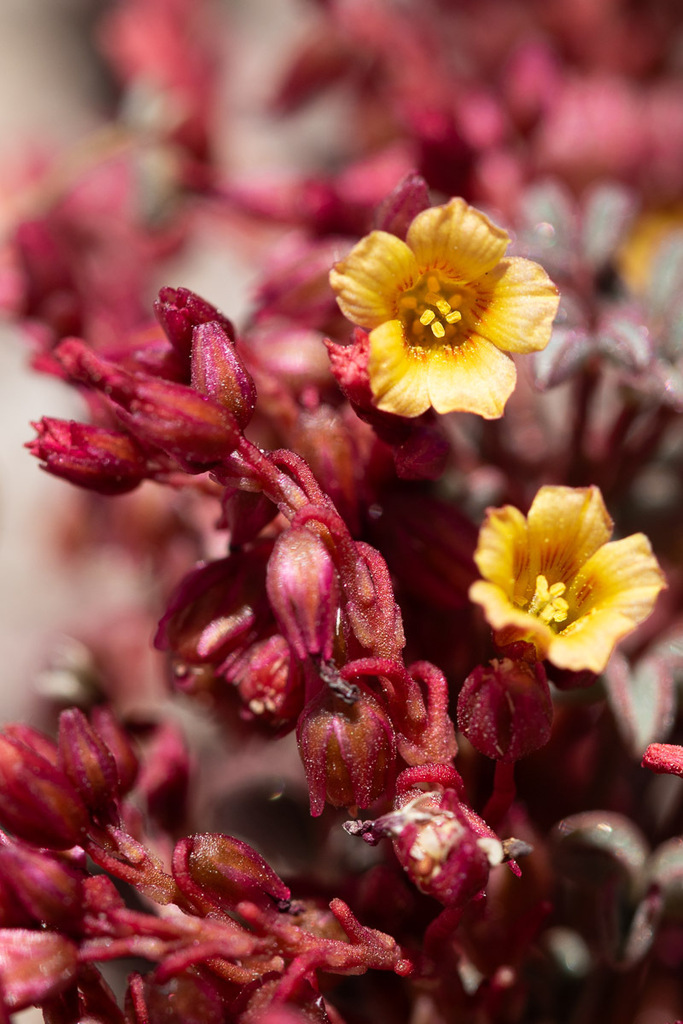 Oxalis eremobia in December 2023 by Ariel Cabrera Foix · iNaturalist