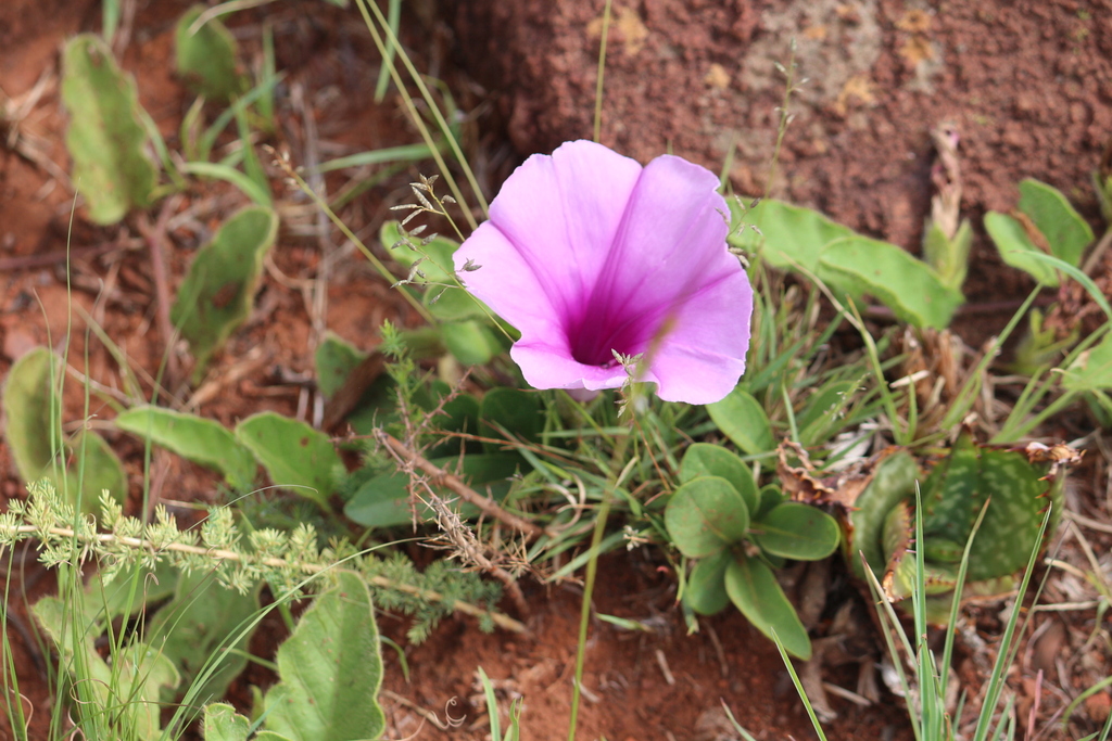 Ipomoea transvaalensis from Carletonville, 2499, South Africa on ...