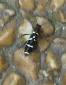 Demonax lineola · iNaturalist