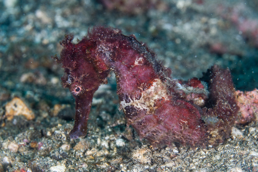 Common Seahorse (Reef Fish of the Hawaiian Islands) · iNaturalist