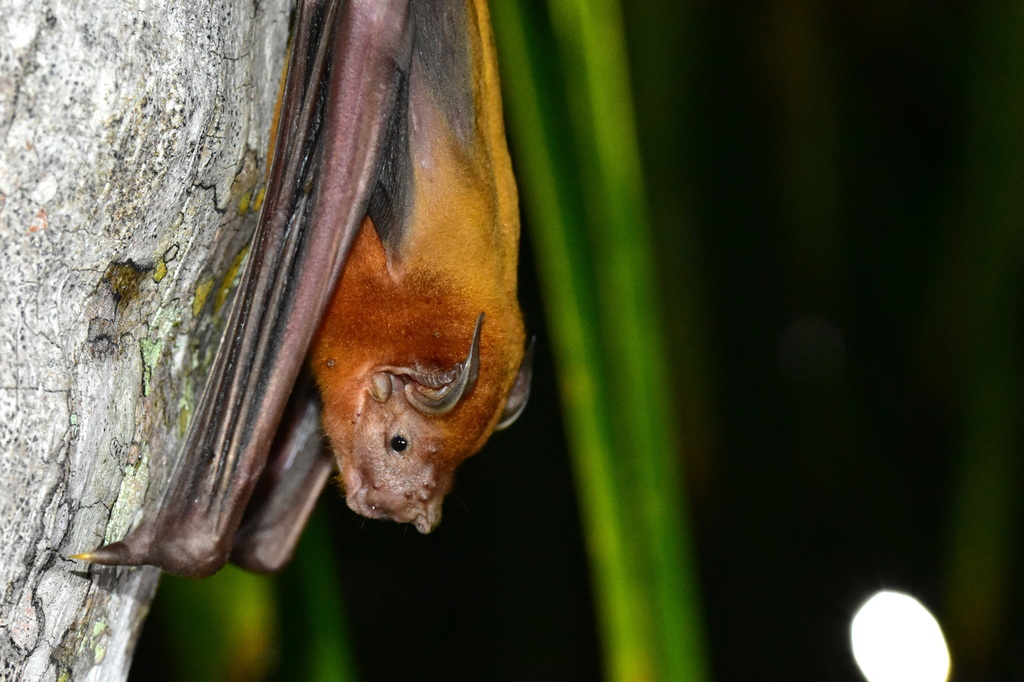 Greater Bulldog Bat from Limón Province, Puerto Viejo de Talamanca ...