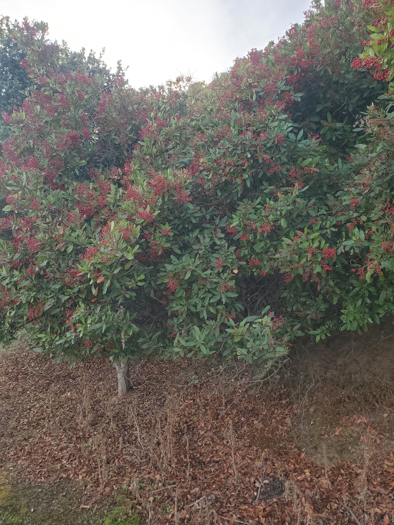 Toyon from Fremont, CA 94555, USA on December 15, 2023 at 08:21 AM by ...