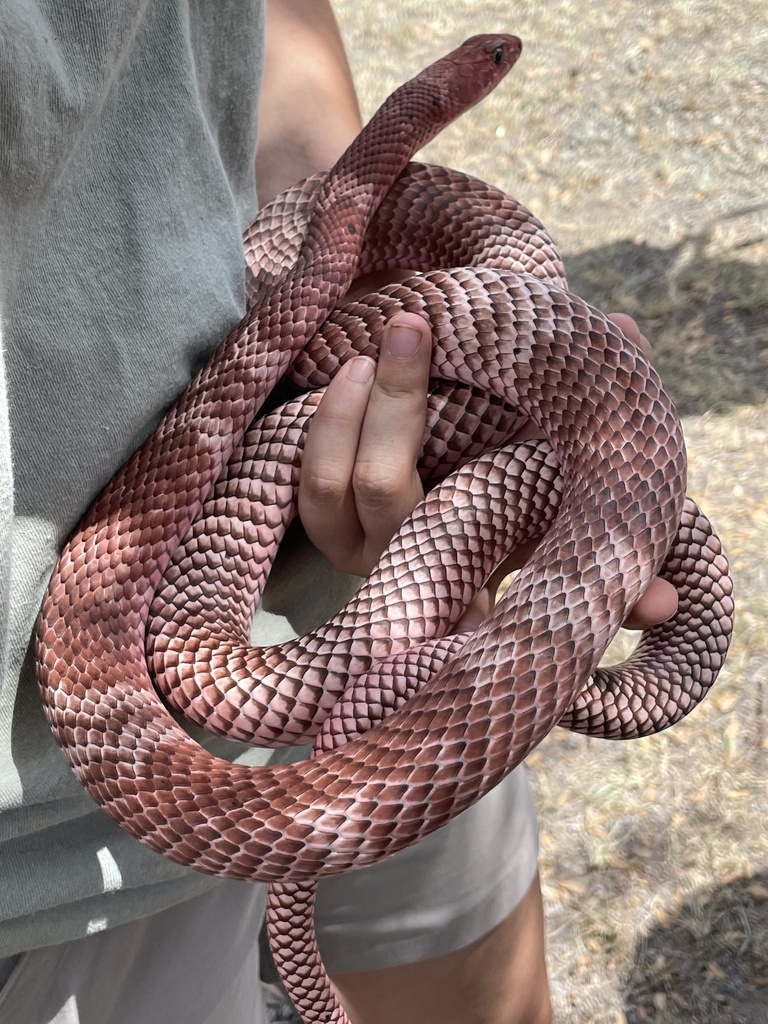 Coachwhip in September 2023 by Courtney Christie. Most gorgeous ...