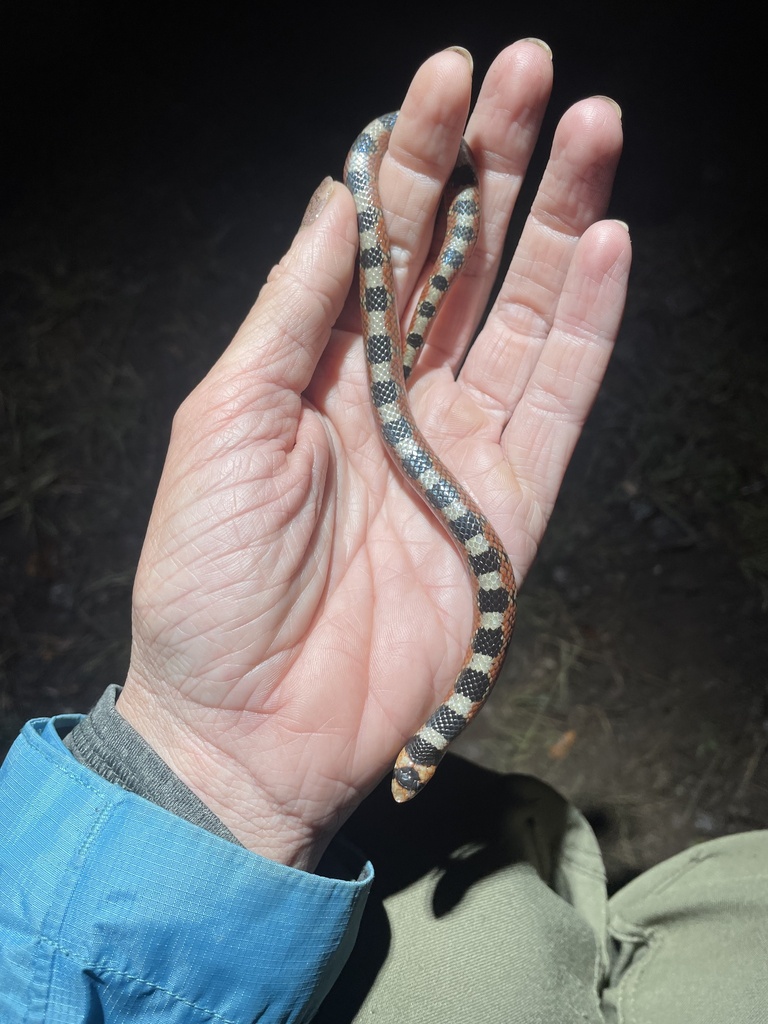 Thornscrub Hook-nosed Snake in September 2023 by Courtney Christie. #2 ...