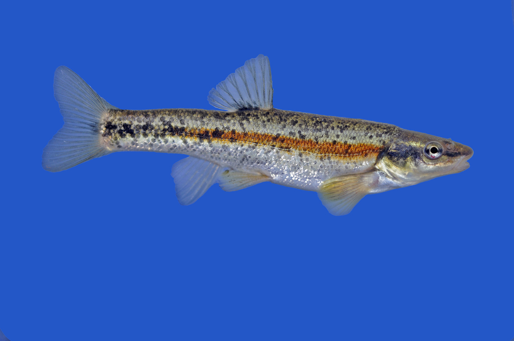 Western Blacknose Dace (Rhinichthys obtusus) - Marine Life Identification