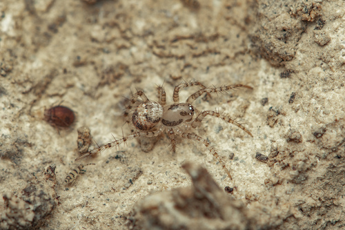 Observations by nana7mi · iNaturalist