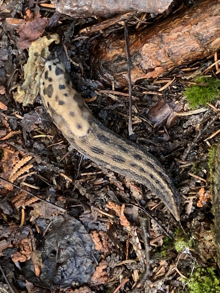 Leopard Slug from Bruce Tr, Northern Bruce Peninsula, ON, CA on October ...