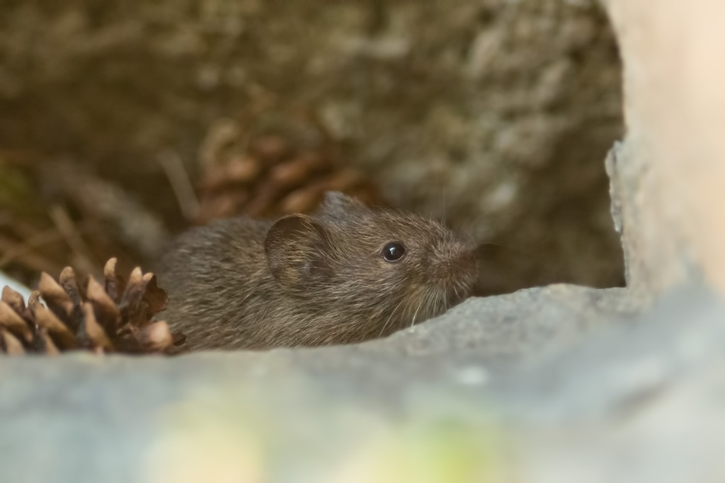Kazakhstan Vole (Microtus ilaeus) - Know Your Mammals