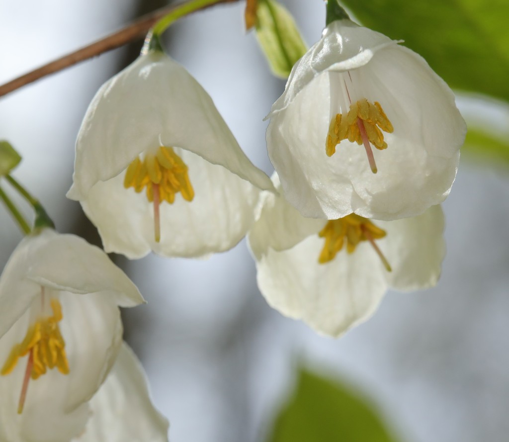 mountain silverbell (Plants of Long Branch/Glencarlyn Park) · iNaturalist