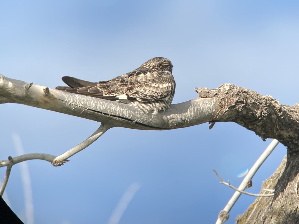Common Nighthawk from Boulder County, CO, USA on June 10, 2021 at 07:51 ...